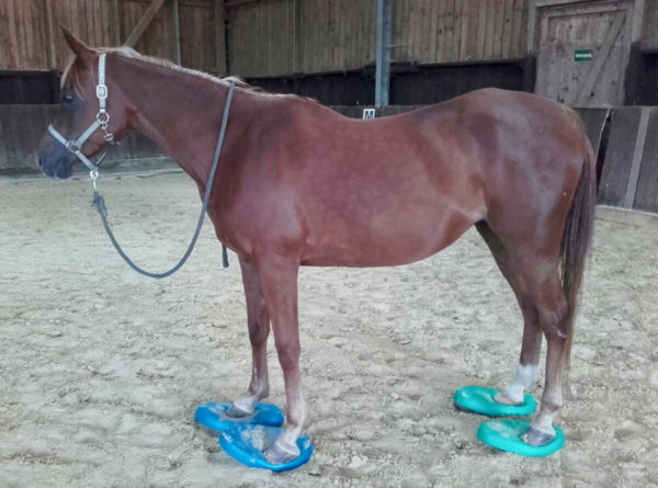 Pferdeyoga mit den Balance Pads. – MeinFaible